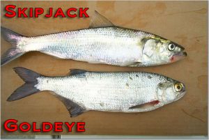 Goldeye Vs Mooneye Vs Skipjack | Big Muddy Fishing & Big Curt Tackle